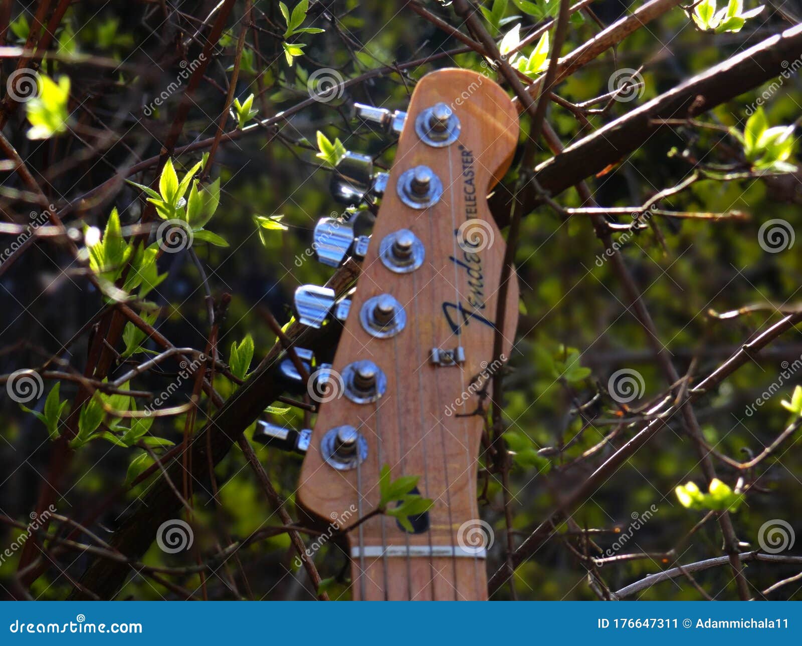 Guitar and tree editorial photo. Image of spring, garden - 176647311
