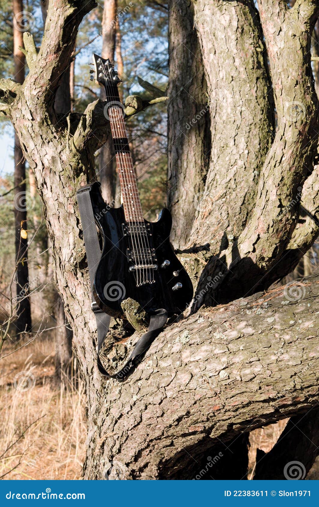 Guitar on the tree stock image. Image of instrument, musical - 22383611
