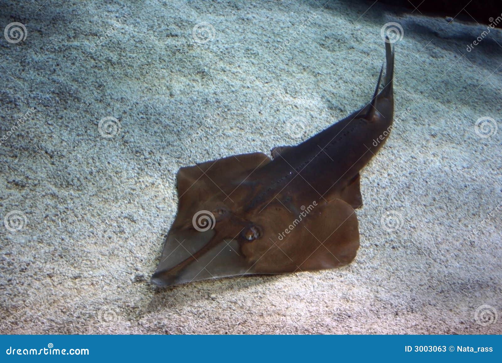 Guitarfish stock image. Image of flat, guitarfish, aquatic - 3003063
