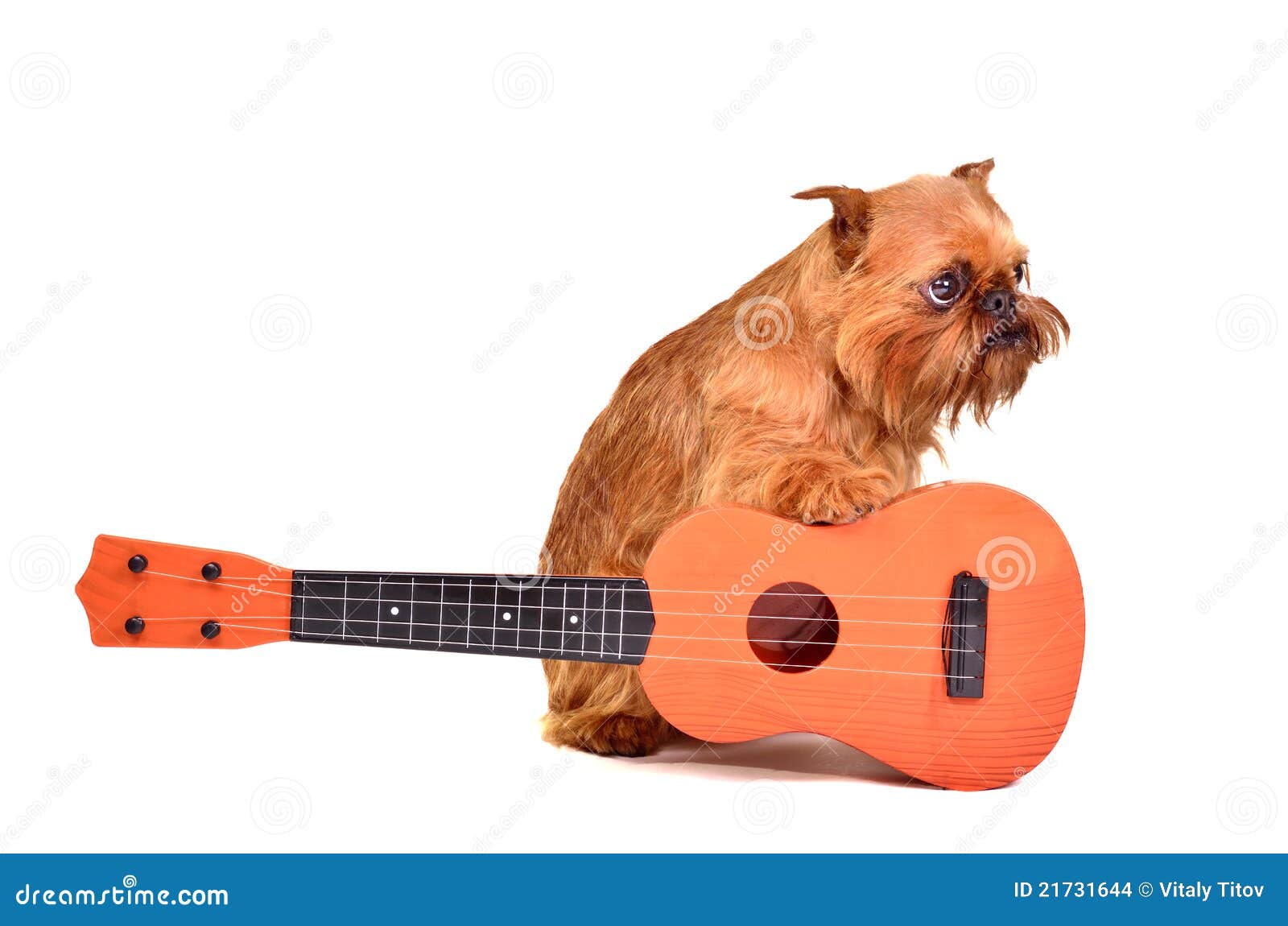 Guitarist dog stock photo. Image of melomaniac, musical - 21731644