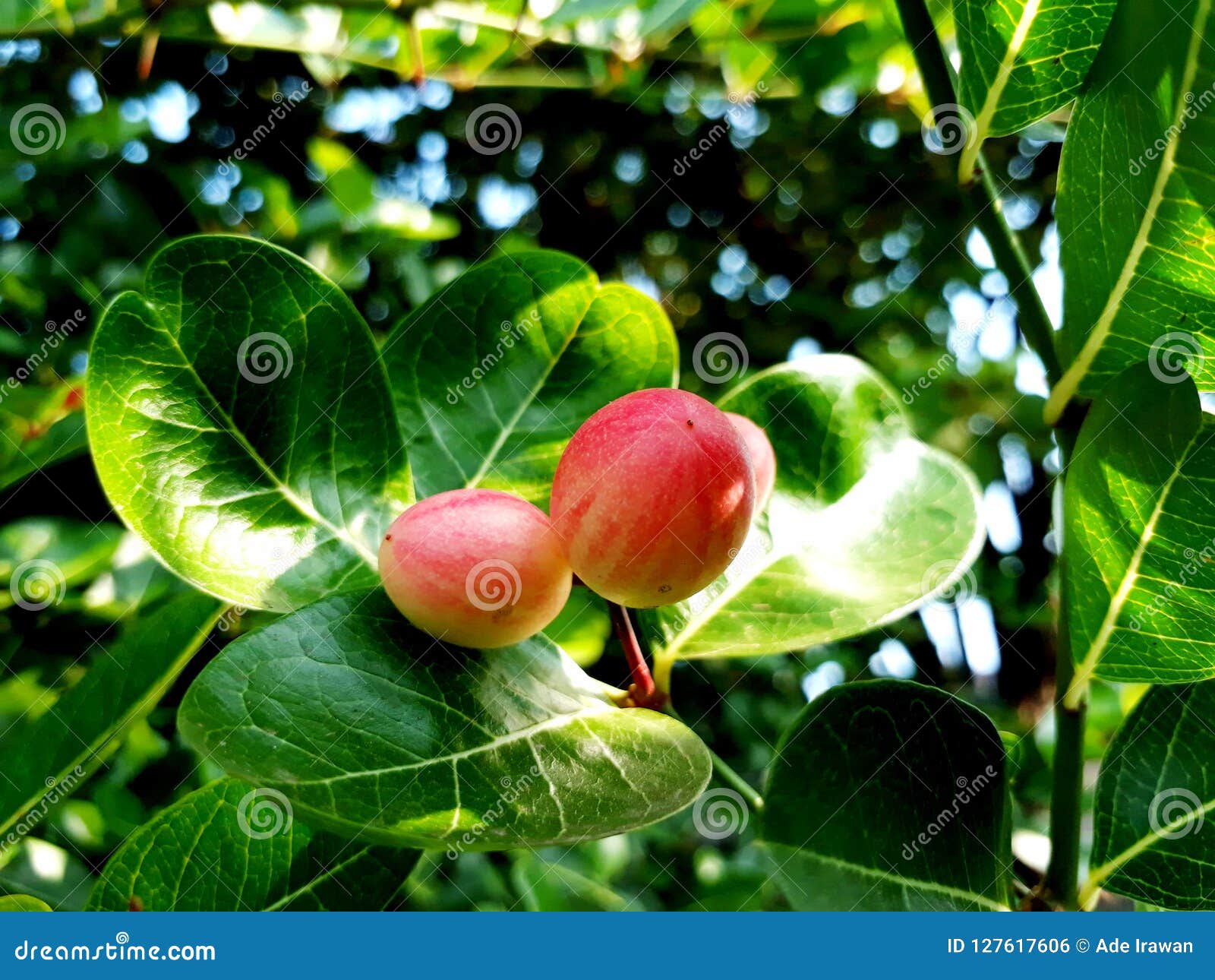 Buah Kecil Stock Photos - Free & Royalty-Free Stock Photos from Dreamstime