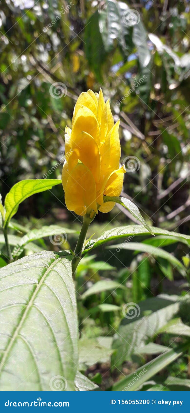 Gul blomma fotografering för bildbyråer. Bild av jasmin - 156055209
