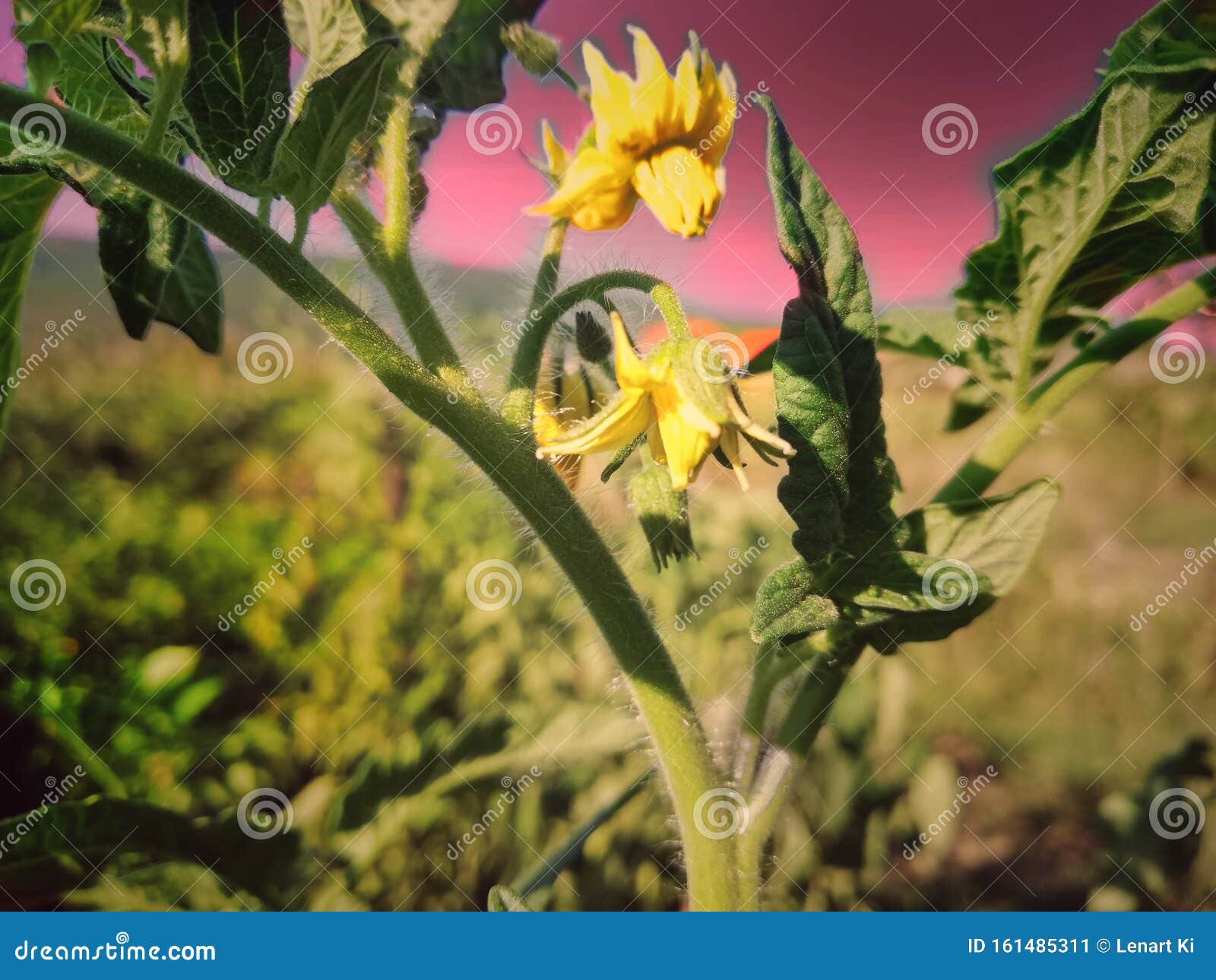 Gul blomma fotografering för bildbyråer. Bild av himmel - 161485311
