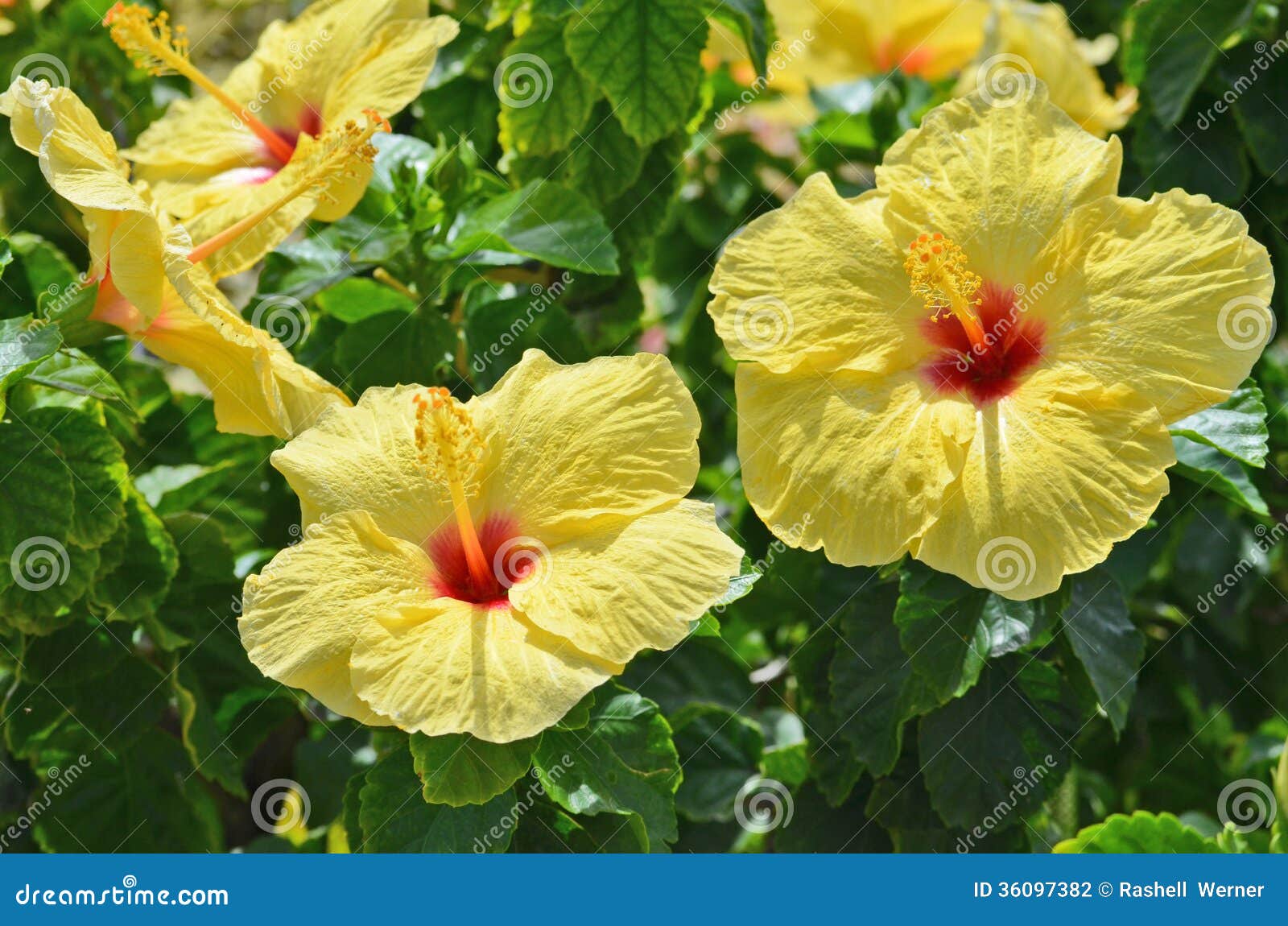 Gul blomma arkivfoto. Bild av blommor, blomma, blommar - 36097382