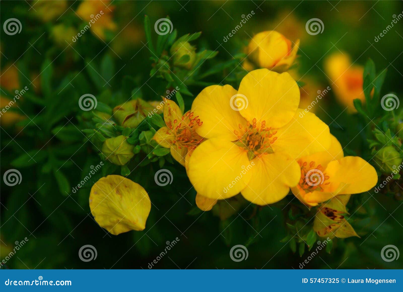 Gul blomma fotografering för bildbyråer. Bild av drömlikt - 57457325