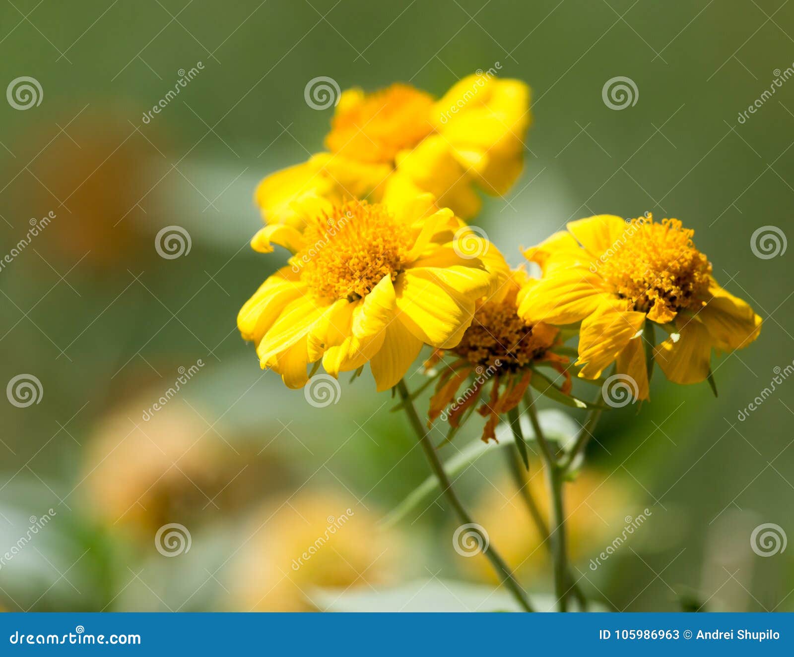 Gul blomma i natur fotografering för bildbyråer. Bild av stängning ...