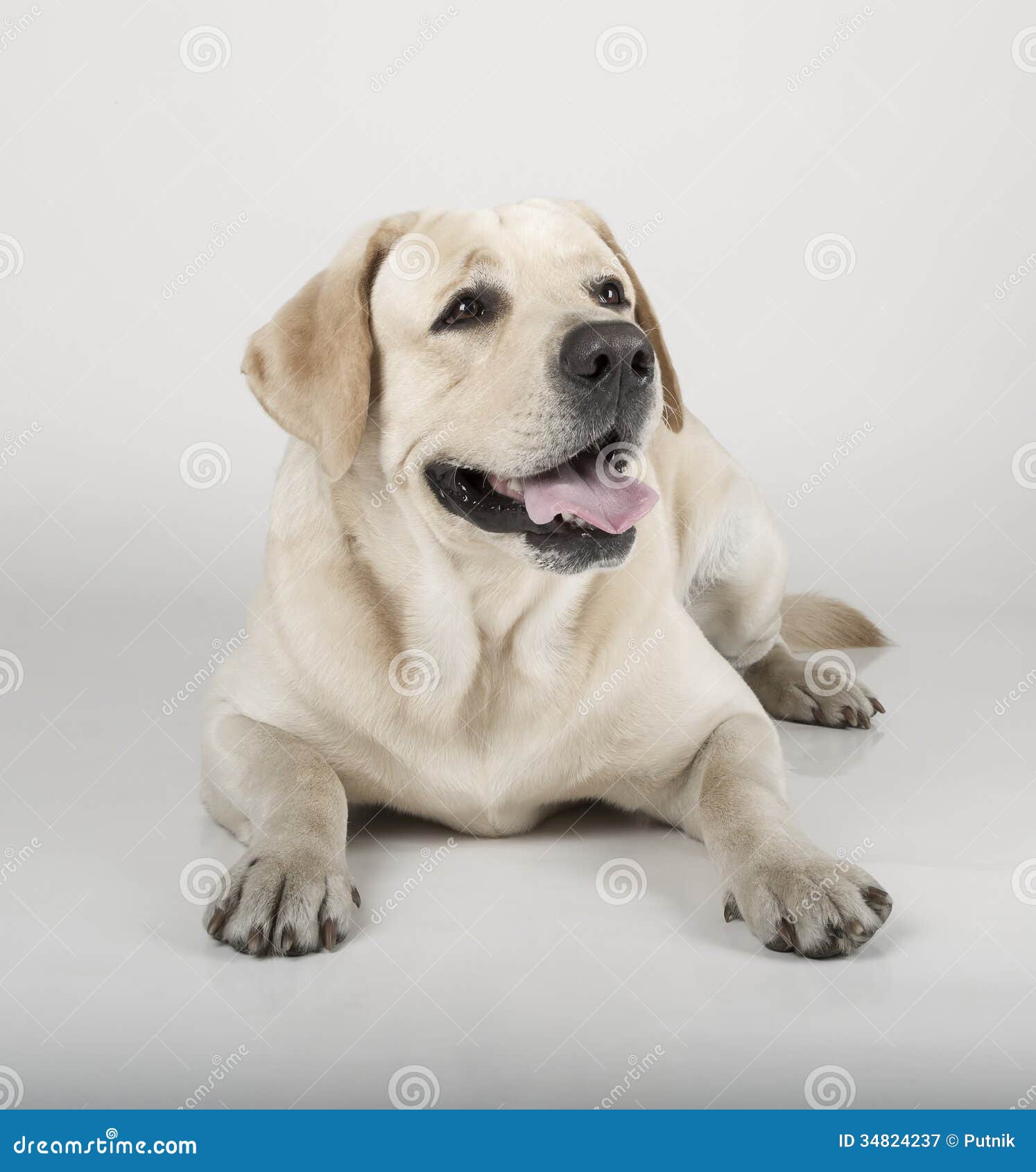 Gul labrador i sepiasignal fotografering för bildbyråer. Bild av jakt ...