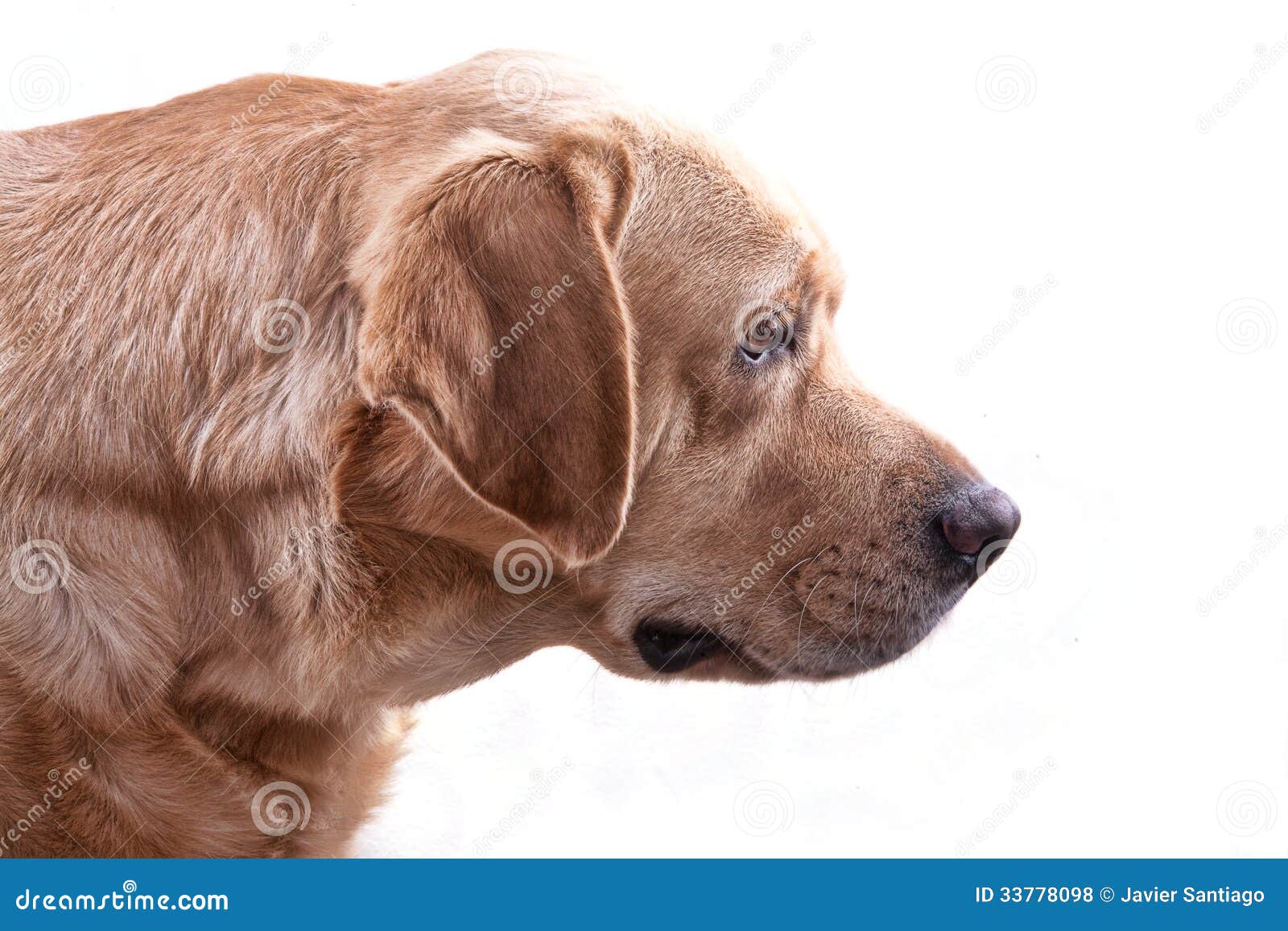 Gul labrador jakt arkivfoto. Bild av gulligt, vän, isolerat - 33778098