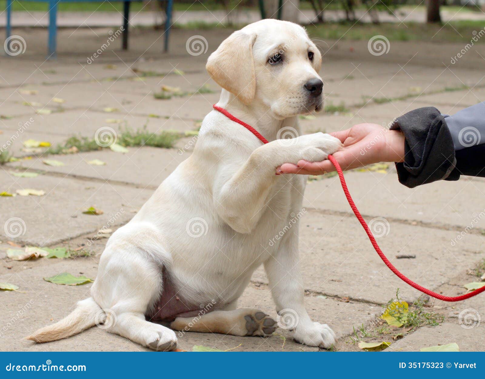 Gul labrador valp fotografering för bildbyråer. Bild av gulligt - 35175323