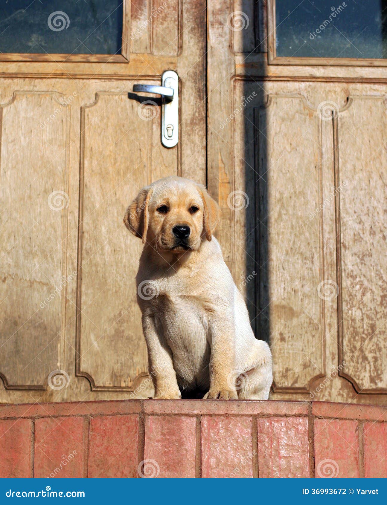 Gul Labrador Valp På Dörren Arkivfoto - Bild av valp, sött: 36993672