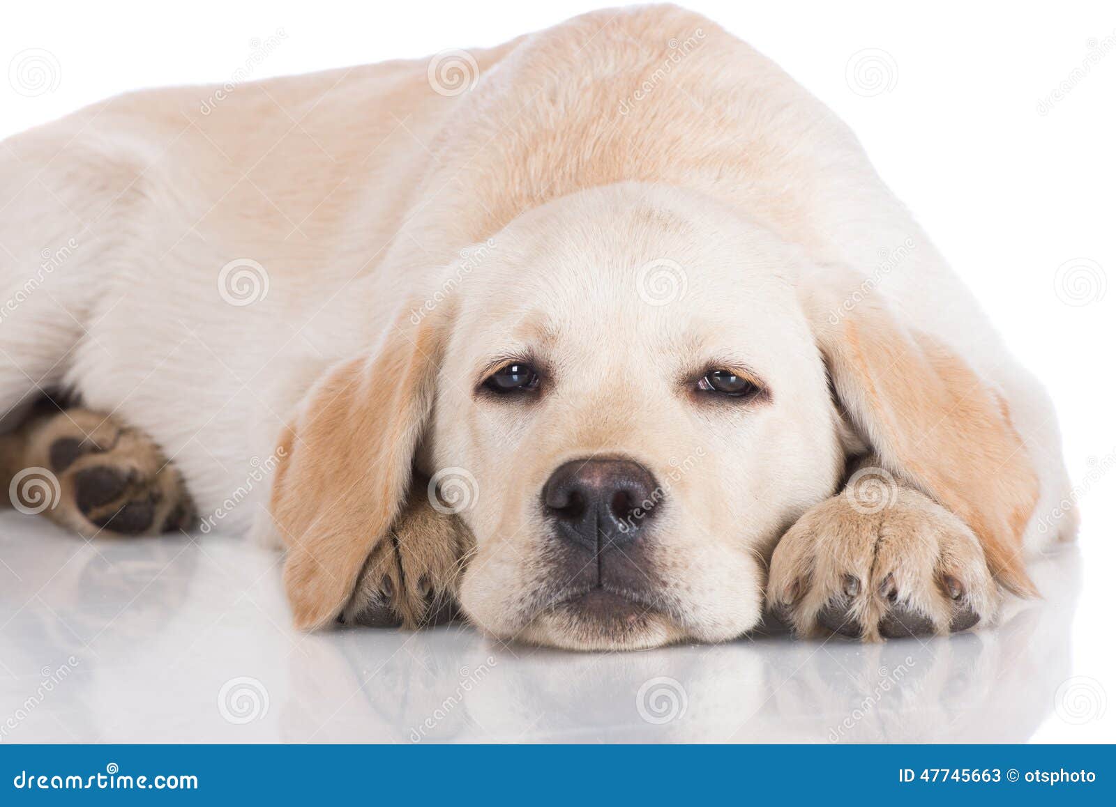 Gul Labrador Valp Som Ner Ligger Fotografering för Bildbyråer - Bild av ...