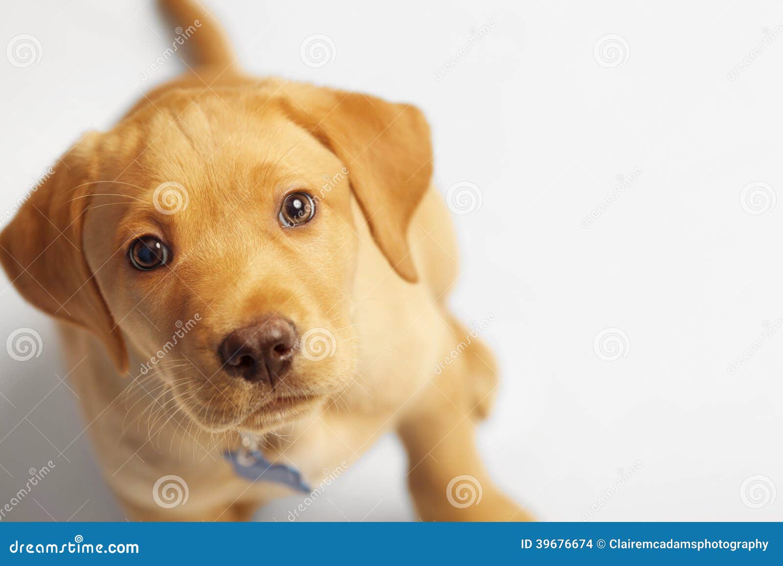 Gul labradorvalp arkivfoto. Bild av etikett, sittande - 39676674