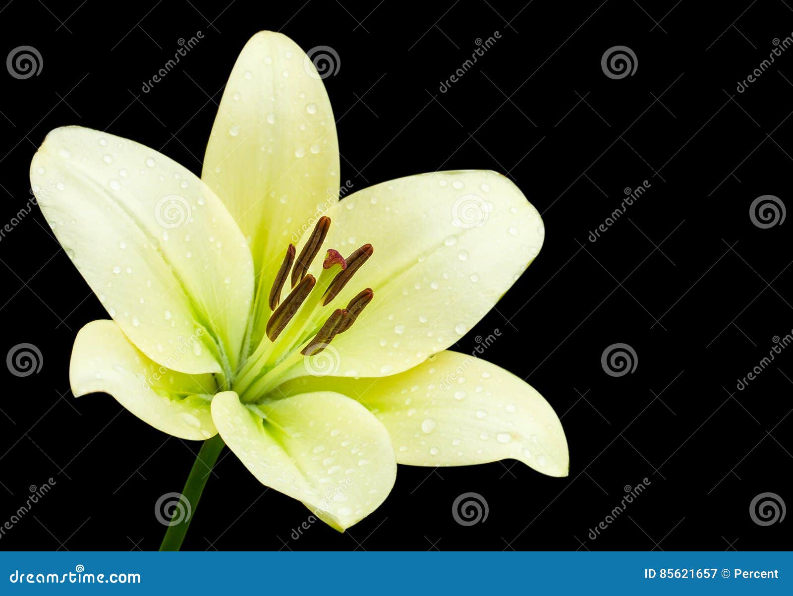 Gul lilja fotografering för bildbyråer. Bild av makro - 85621657