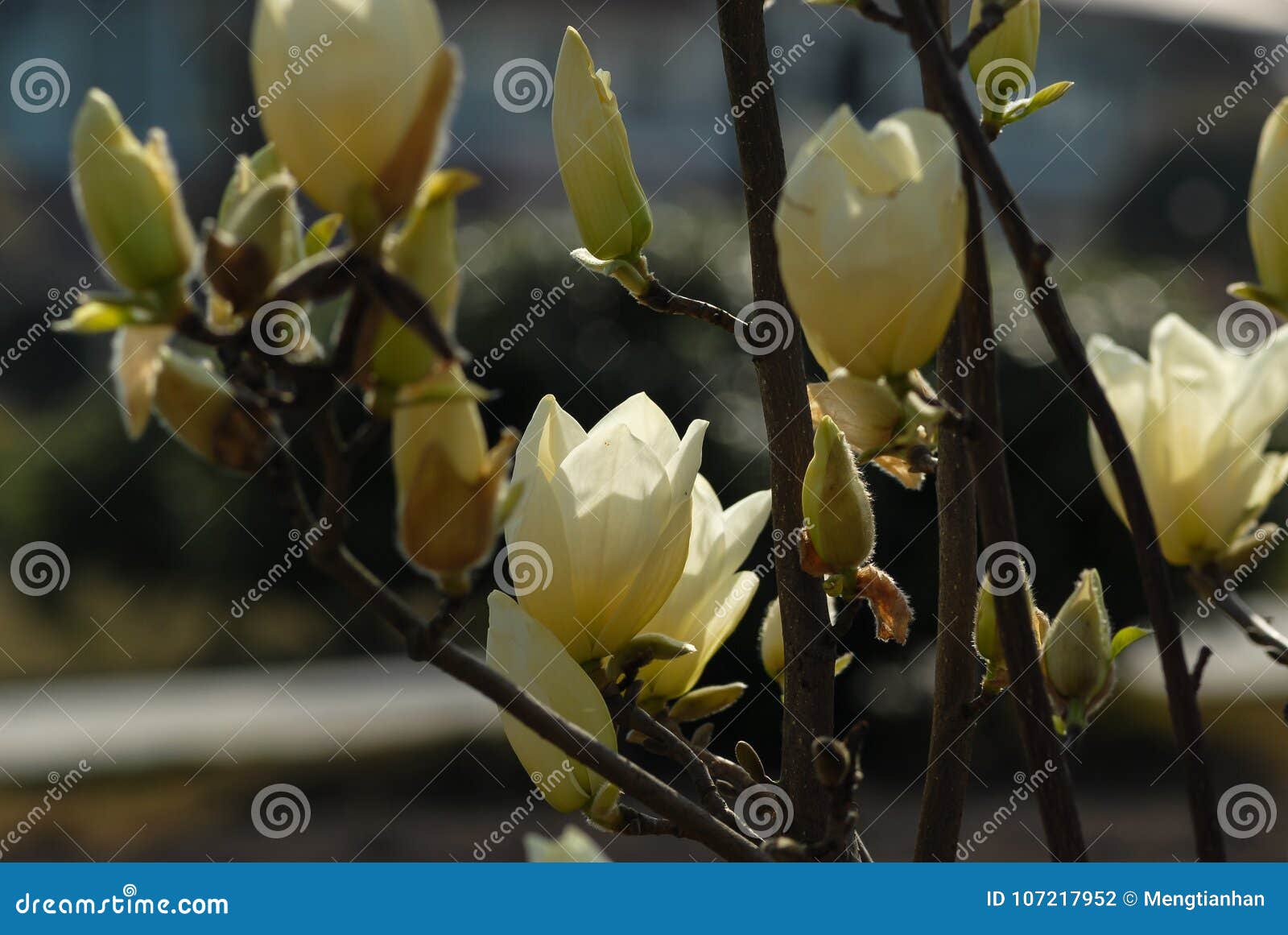 Gul Magnolia Grandiflora Linn Arkivfoto - Bild av pelargoner, när ...