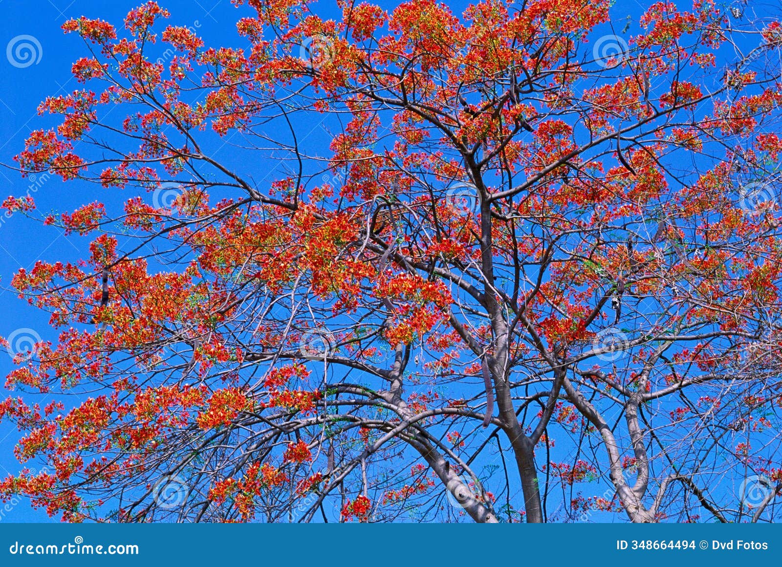 Gul Mohur Tree Delonix Regia Stock Photo - Image of dinodia, scenic ...