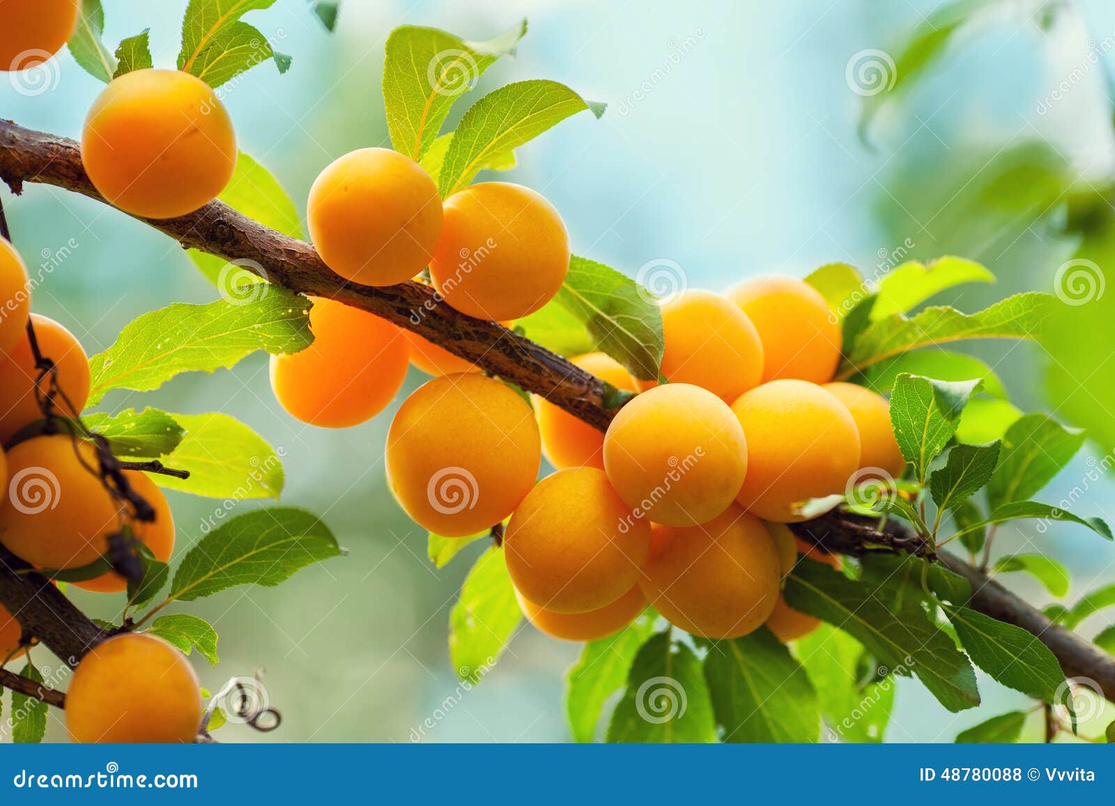 Gul plommon arkivfoto. Bild av saftigt, träd, trä, ekologisk - 48780088