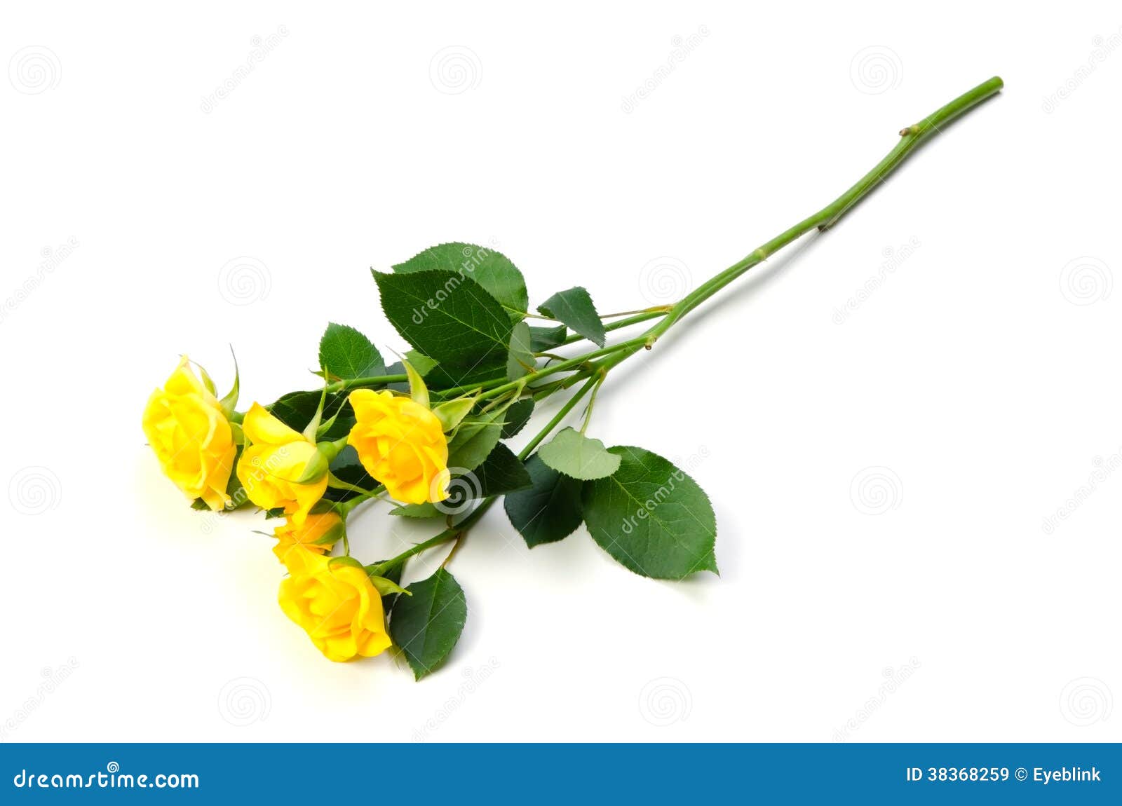 Gul Ros-Rosa sp. fotografering för bildbyråer. Bild av ordnings - 38368259