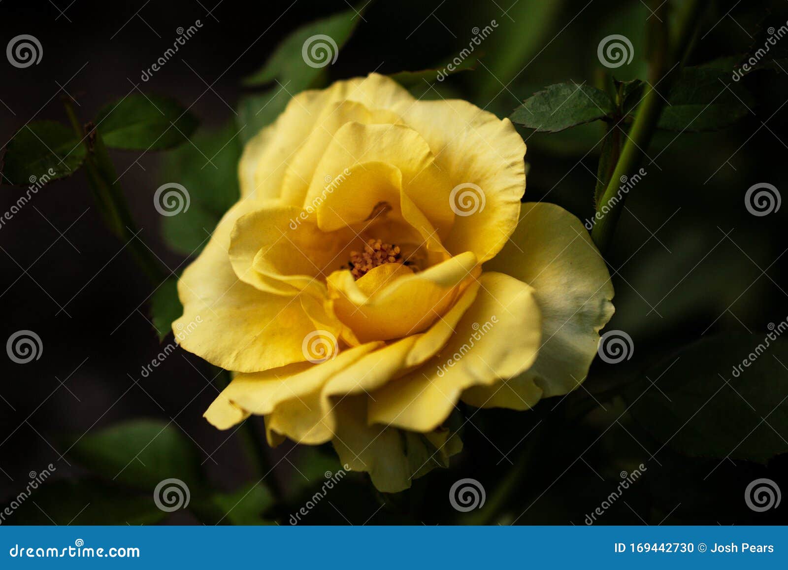 Gul Rose arkivfoto. Bild av petaler, arkitektur, valentin - 169442730