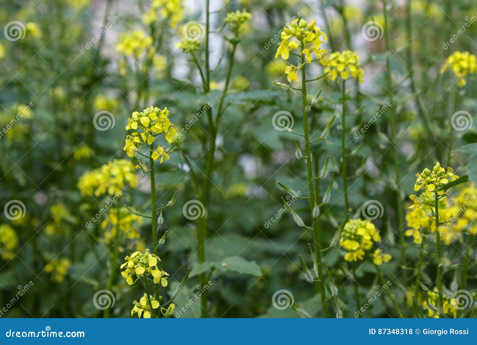 Gul Senap Blommar Och Planterar Odling Arkivfoto - Bild av biologisk ...
