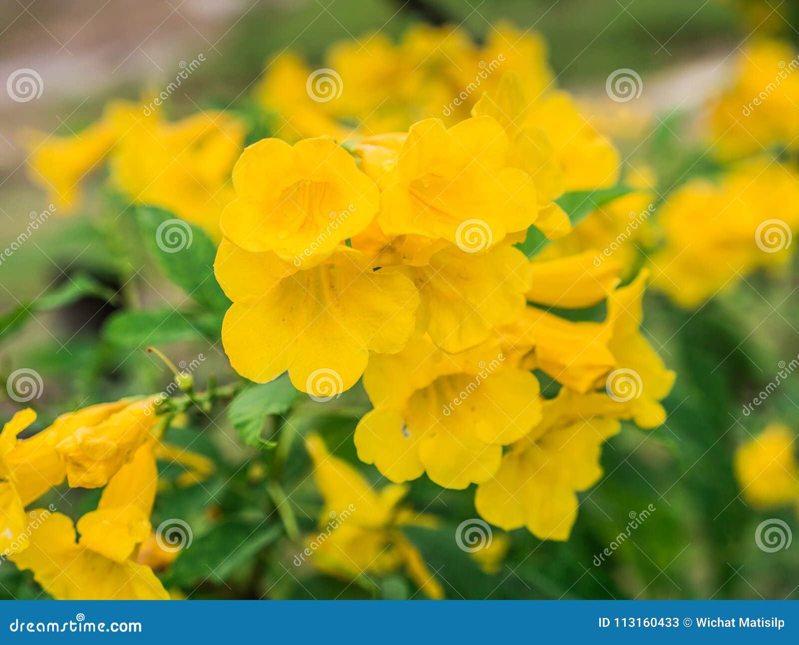 Gul Trumpet-blomma Som Blommar I the Field Fotografering för Bildbyråer ...