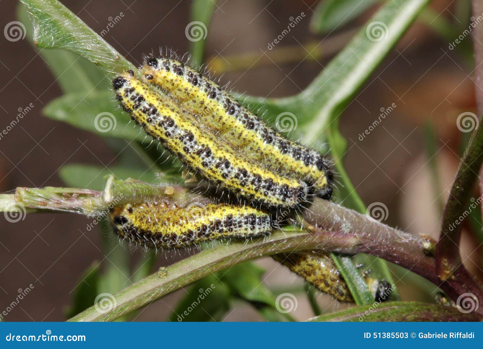 Gula Och Svarta Larver; Pierisbrassicae Fotografering för Bildbyråer ...