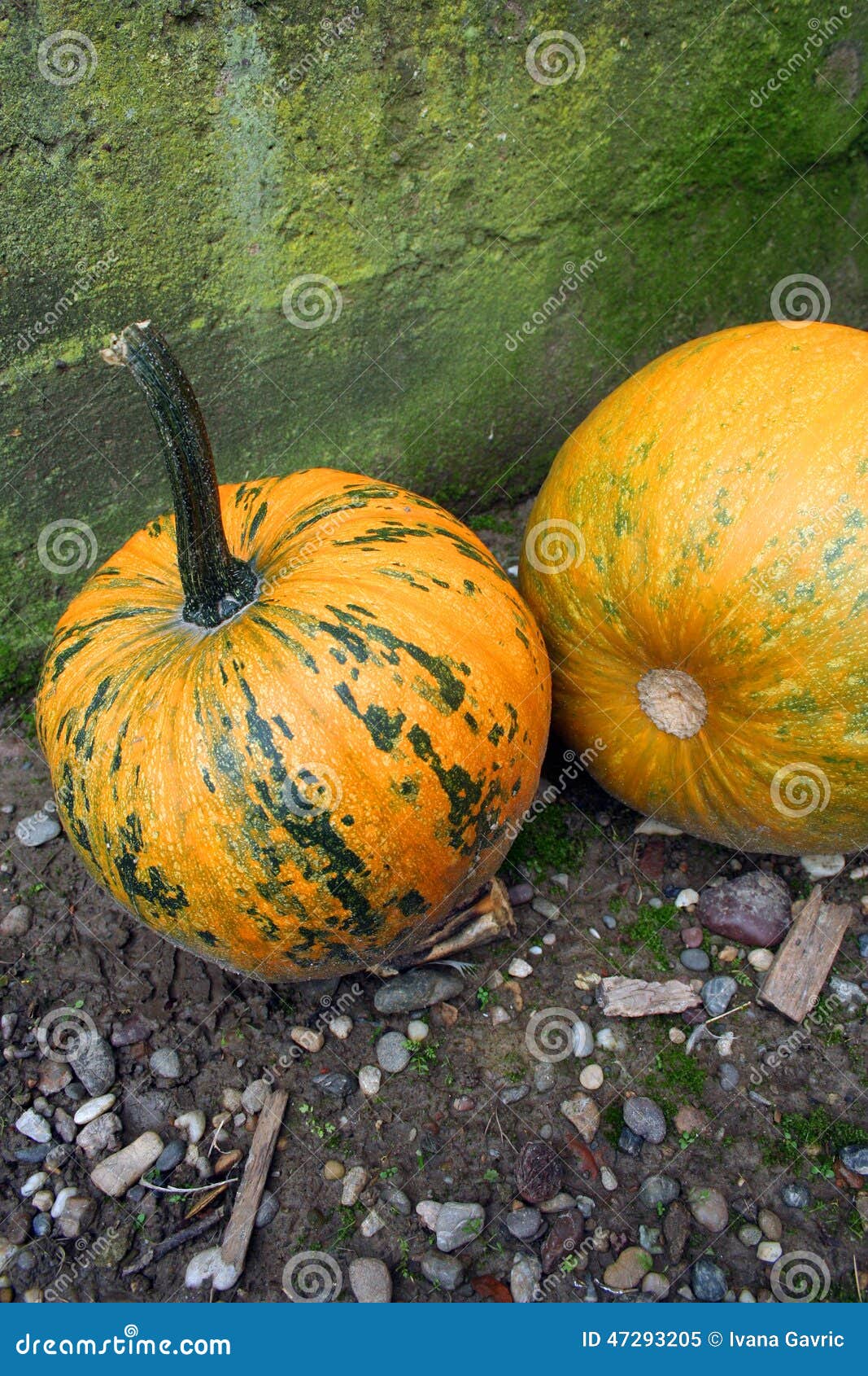 Gula pumpor fotografering för bildbyråer. Bild av emot - 47293205