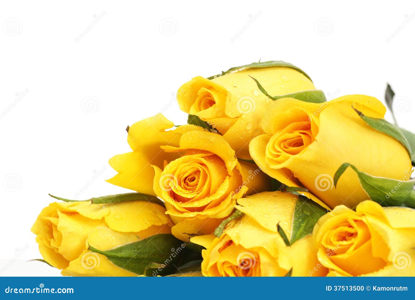 Gula Rosor Med Vattendroppe Arkivfoto - Bild av ordnings, garnering ...