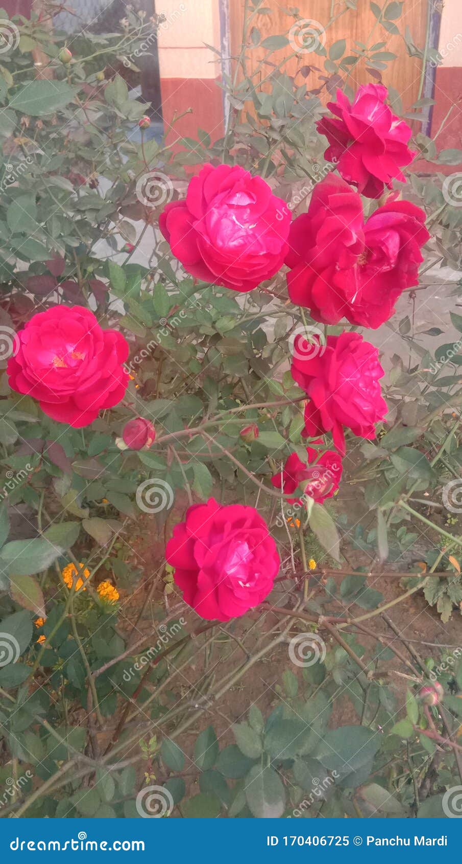 Gulab Garden, Red Rose in Near Stock Image - Image of gulab, rose ...