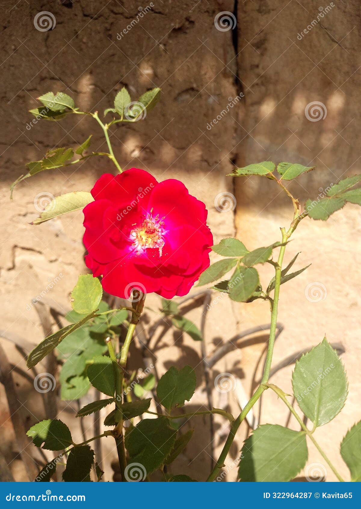Gulab red rose natural stock image. Image of natural - 322964287