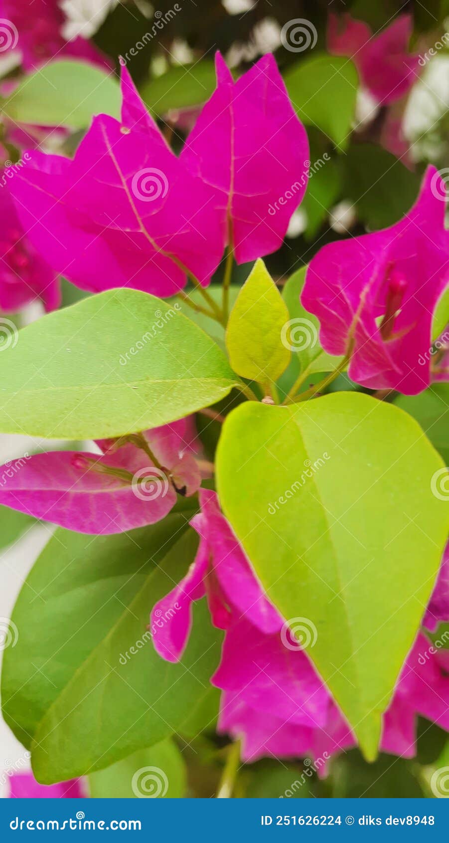 Pink flower of gulmohar stock photo. Image of gulmo - 251626224