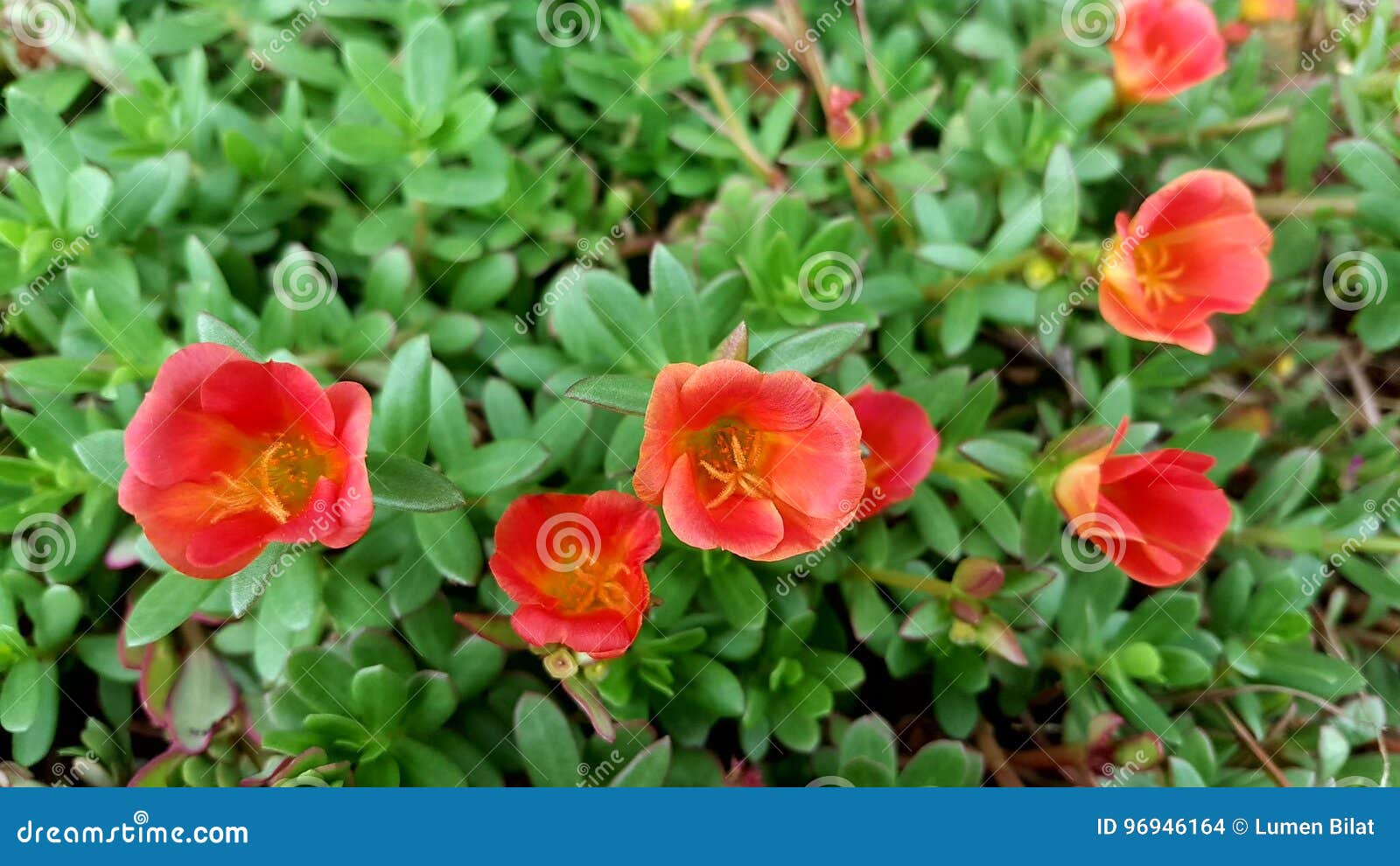 Gulasiman flowers stock photo. Image of bloom, inflorescence - 96946164