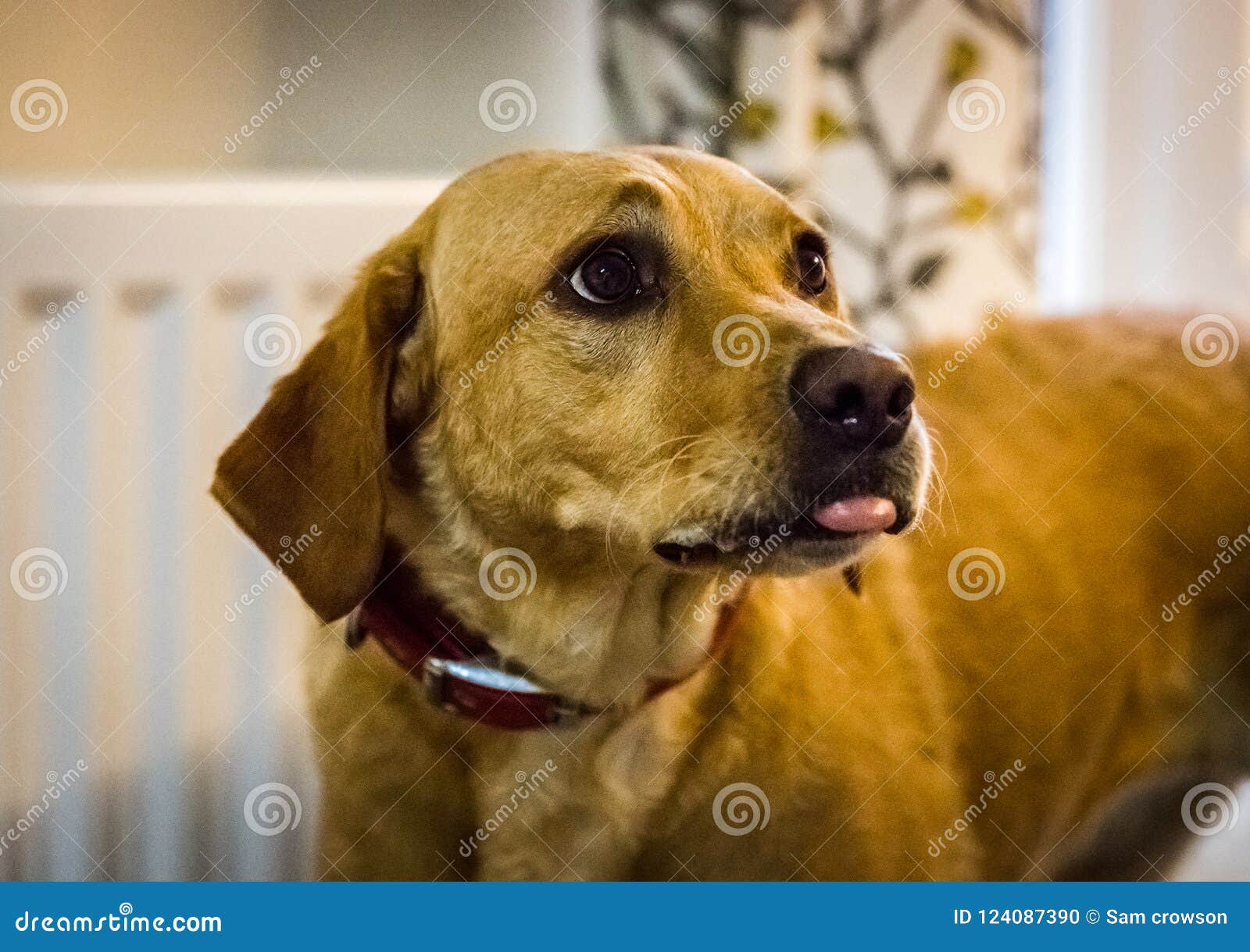 Guld- Labrador valp arkivfoto. Bild av valp, svart, hundar - 124087390