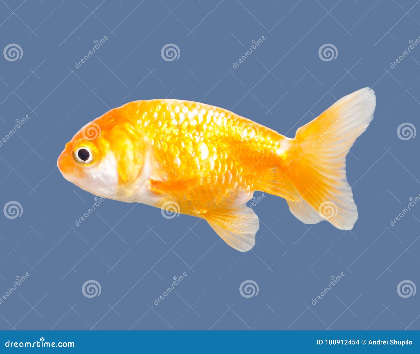 Guldfisk arkivfoto. Bild av fisk, rött, guld, angus - 100912454