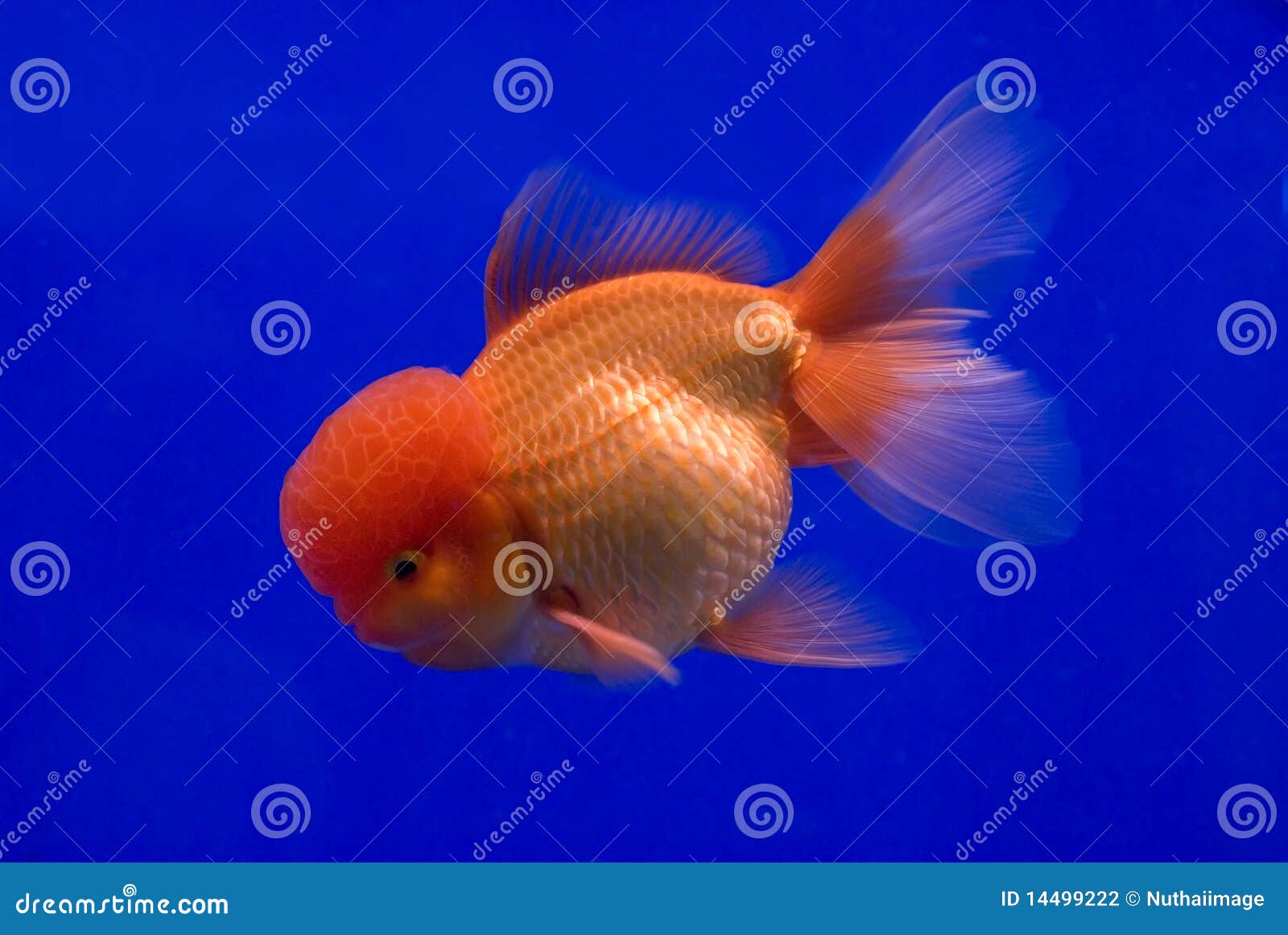 Guldfisk arkivfoto. Bild av hobby, flyg, guld, natur - 14499222