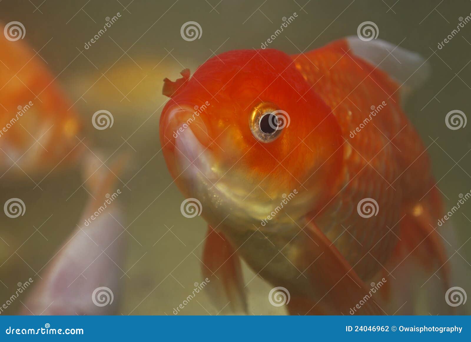 Guldfisk arkivfoto. Bild av glans, avgörande, actinium - 24046962