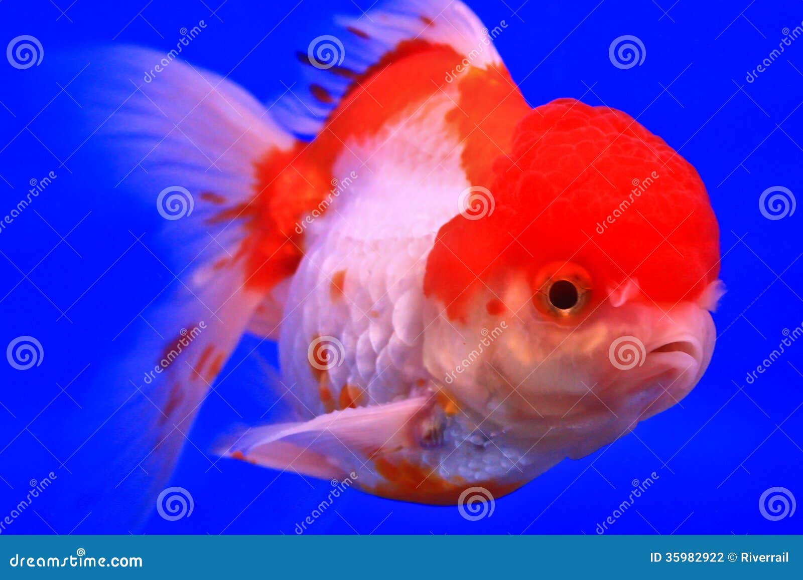 Guldfisk arkivfoto. Bild av guldfisk, husdjur, vatten - 35982922