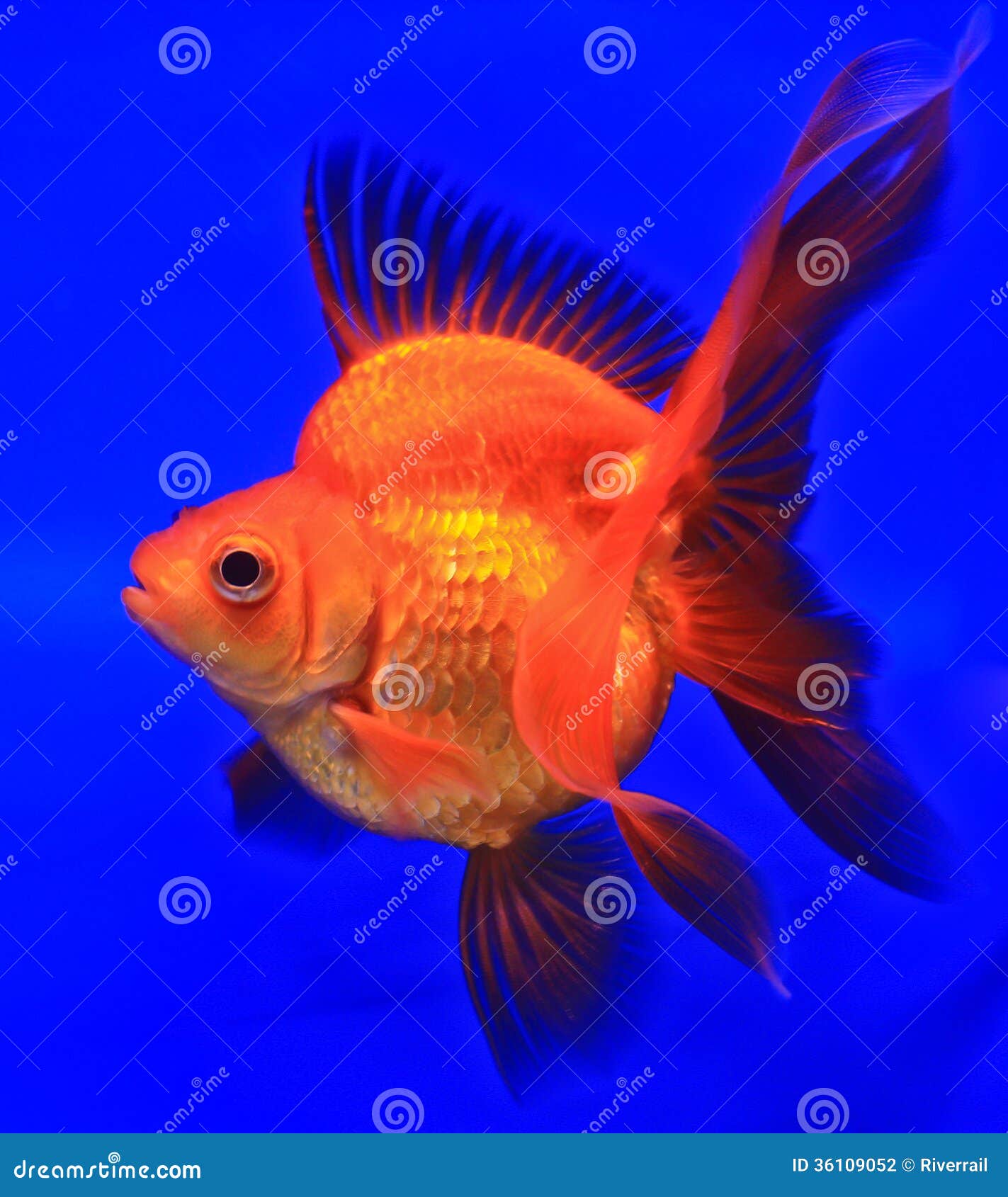 Guldfisk arkivfoto. Bild av fisk, guld, thai, fena, svan - 36109052