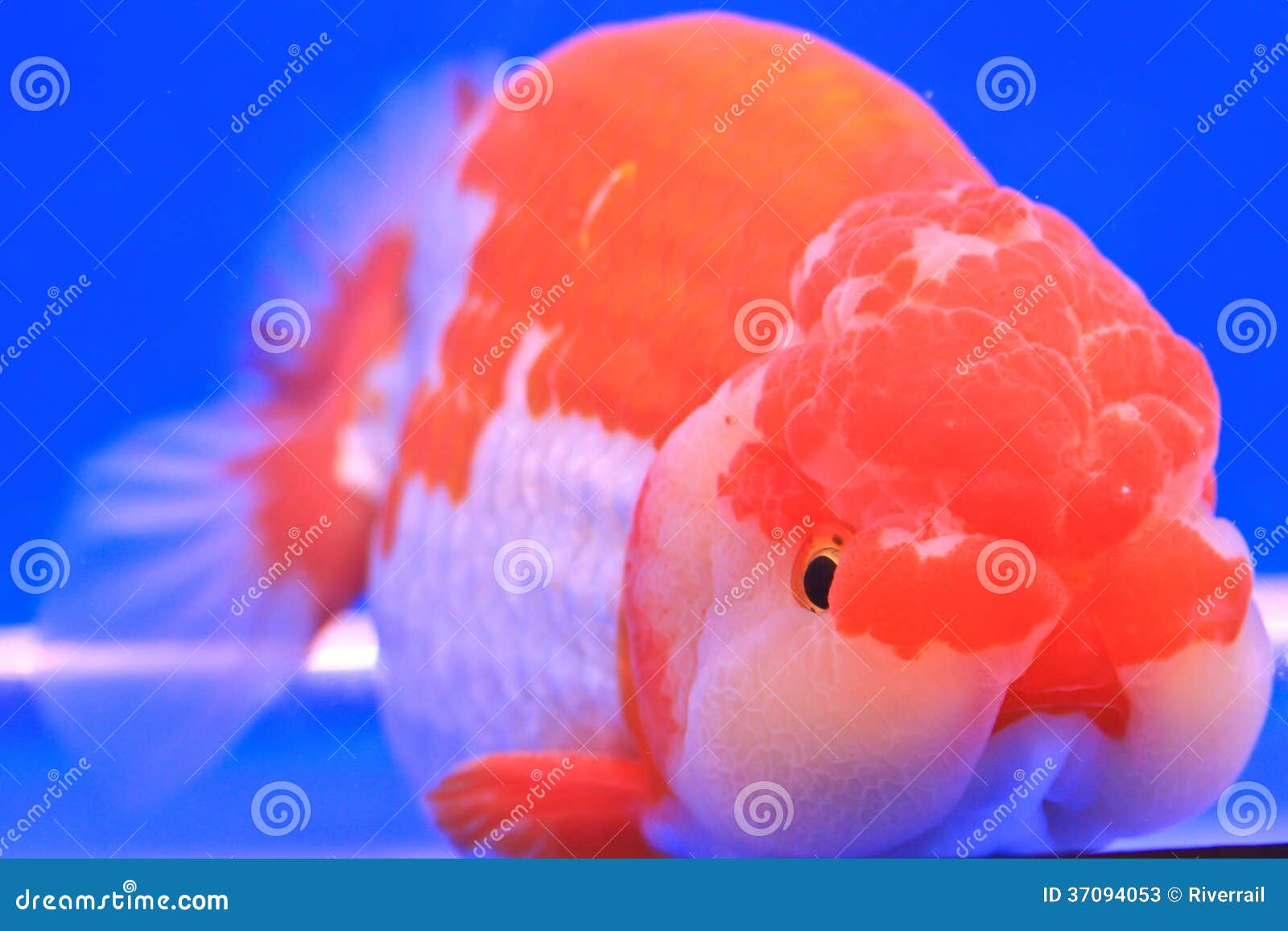 Guldfisk fotografering för bildbyråer. Bild av husdjur - 37094053