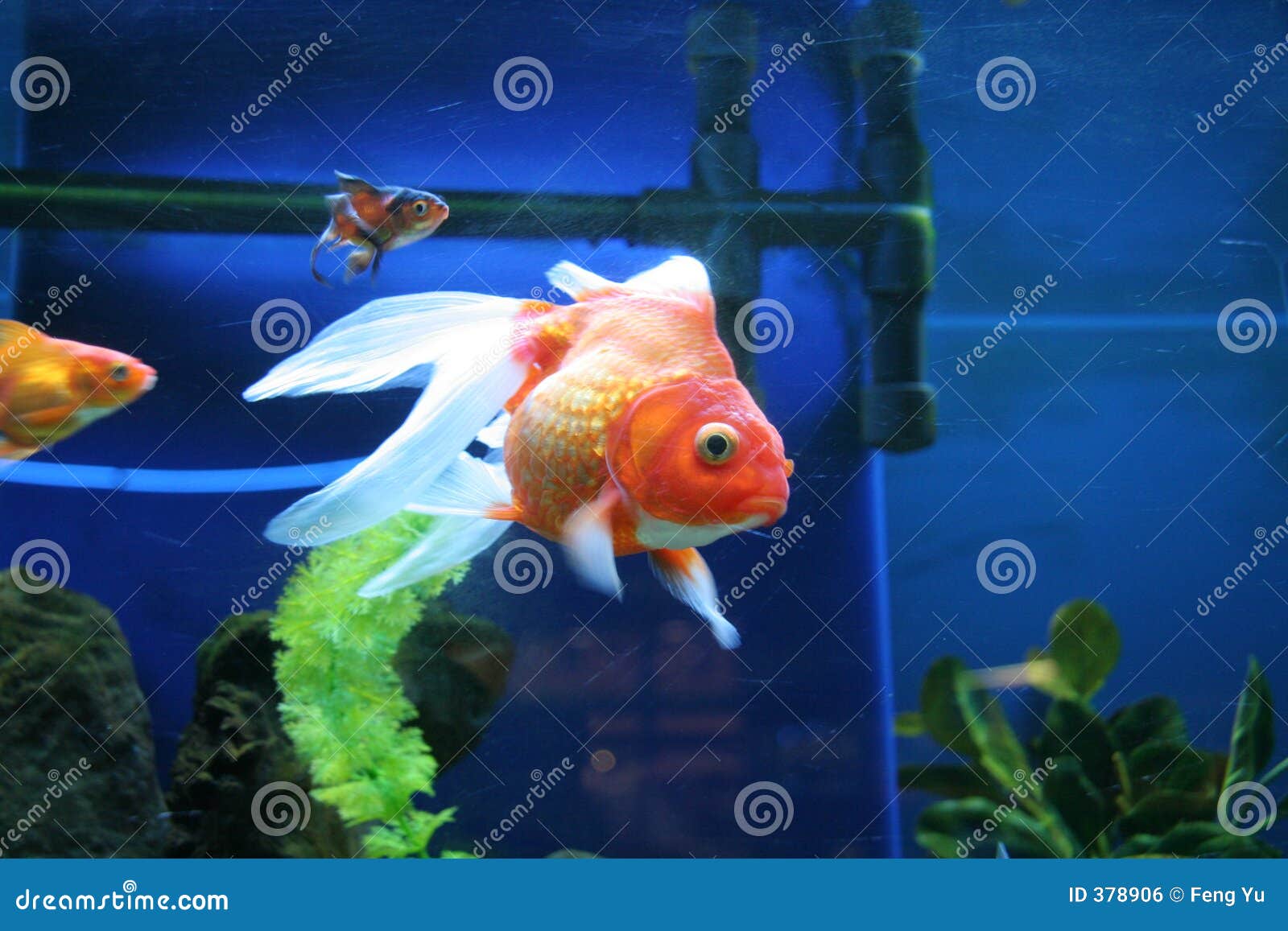 Guldfisk arkivfoto. Bild av vattenlevande, fena, fisk, ensamt - 378906