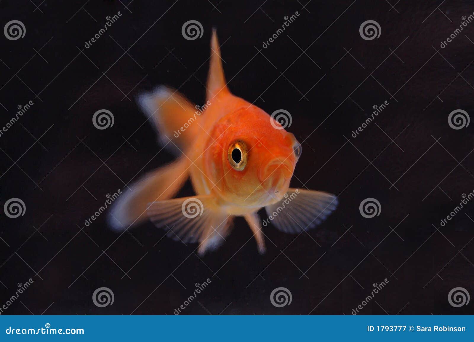 Guldfisk 7 fotografering för bildbyråer. Bild av vatten - 1793777