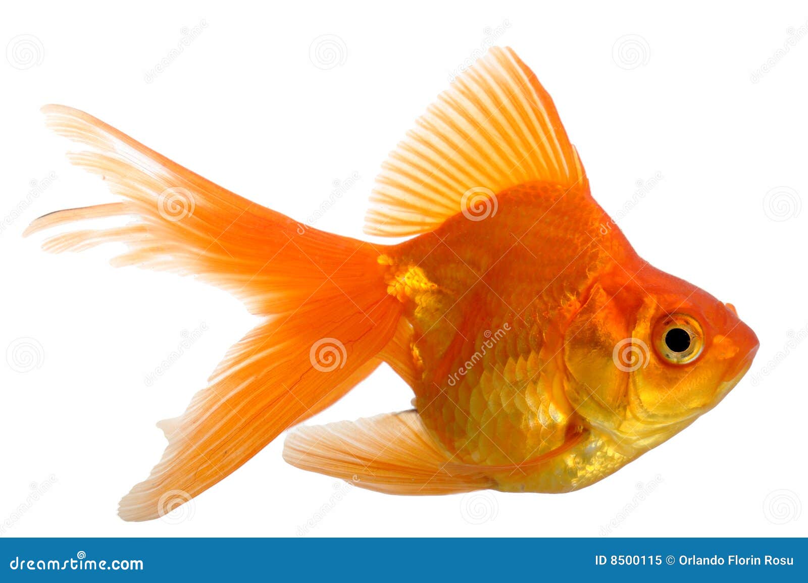 Guldfisk Bild. Bild: 8500115