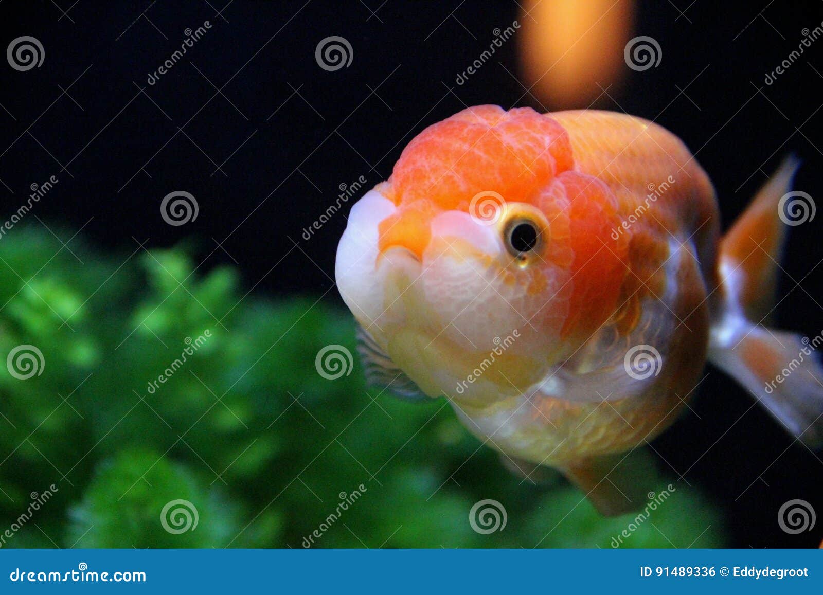 Guldfisk arkivfoto. Bild av orange, angus, huvud, gulligt - 91489336