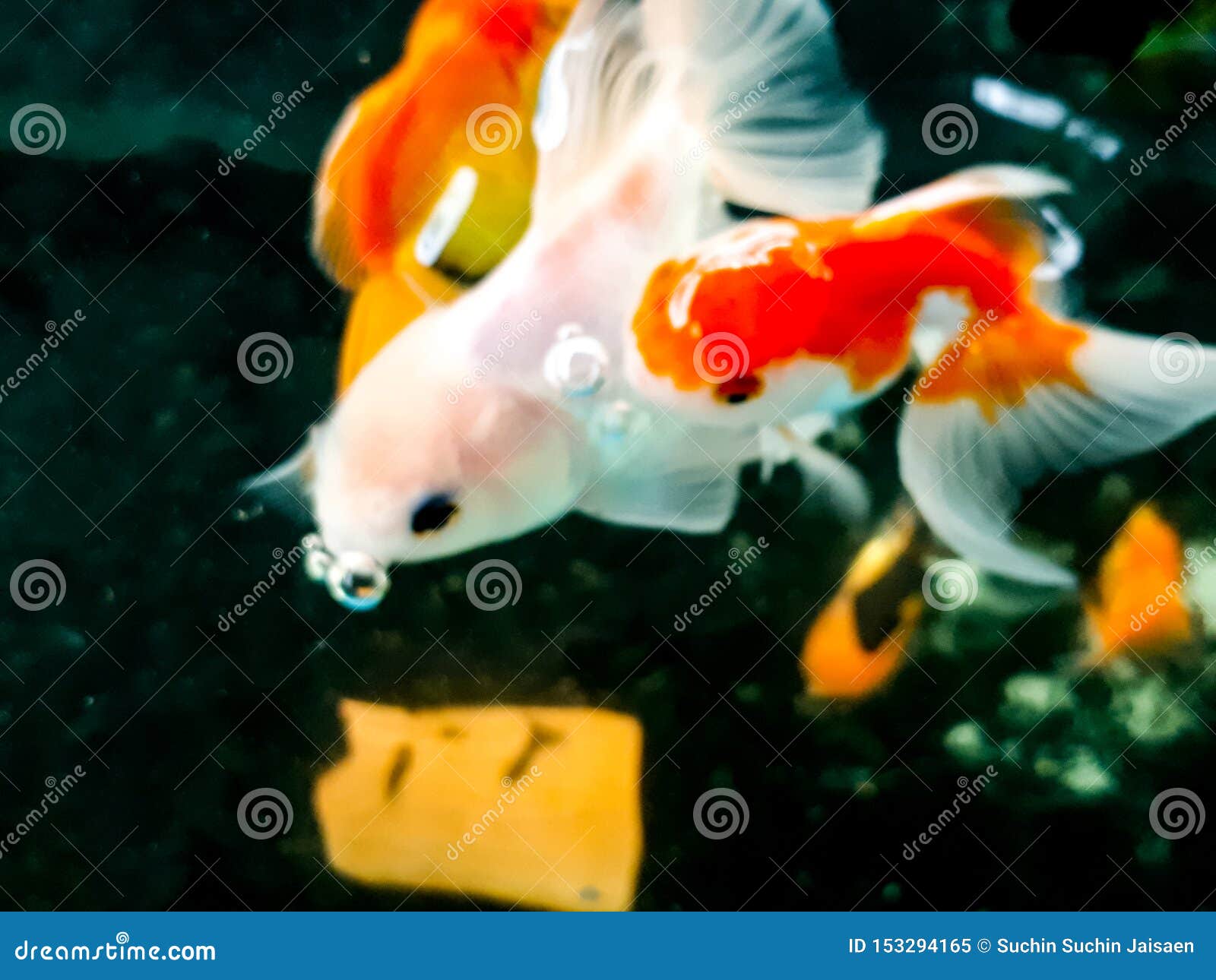 Guldfisk fotografering för bildbyråer. Bild av fisk - 153294165