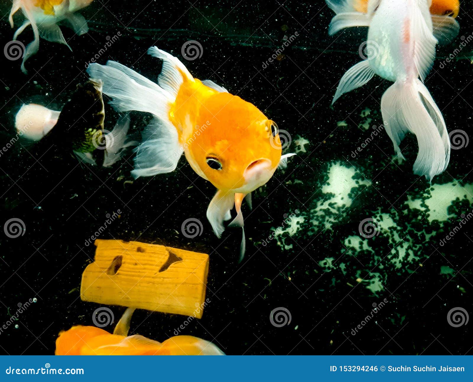 Guldfisk arkivfoto. Bild av fisk, silverfisk, guldfisk - 153294246