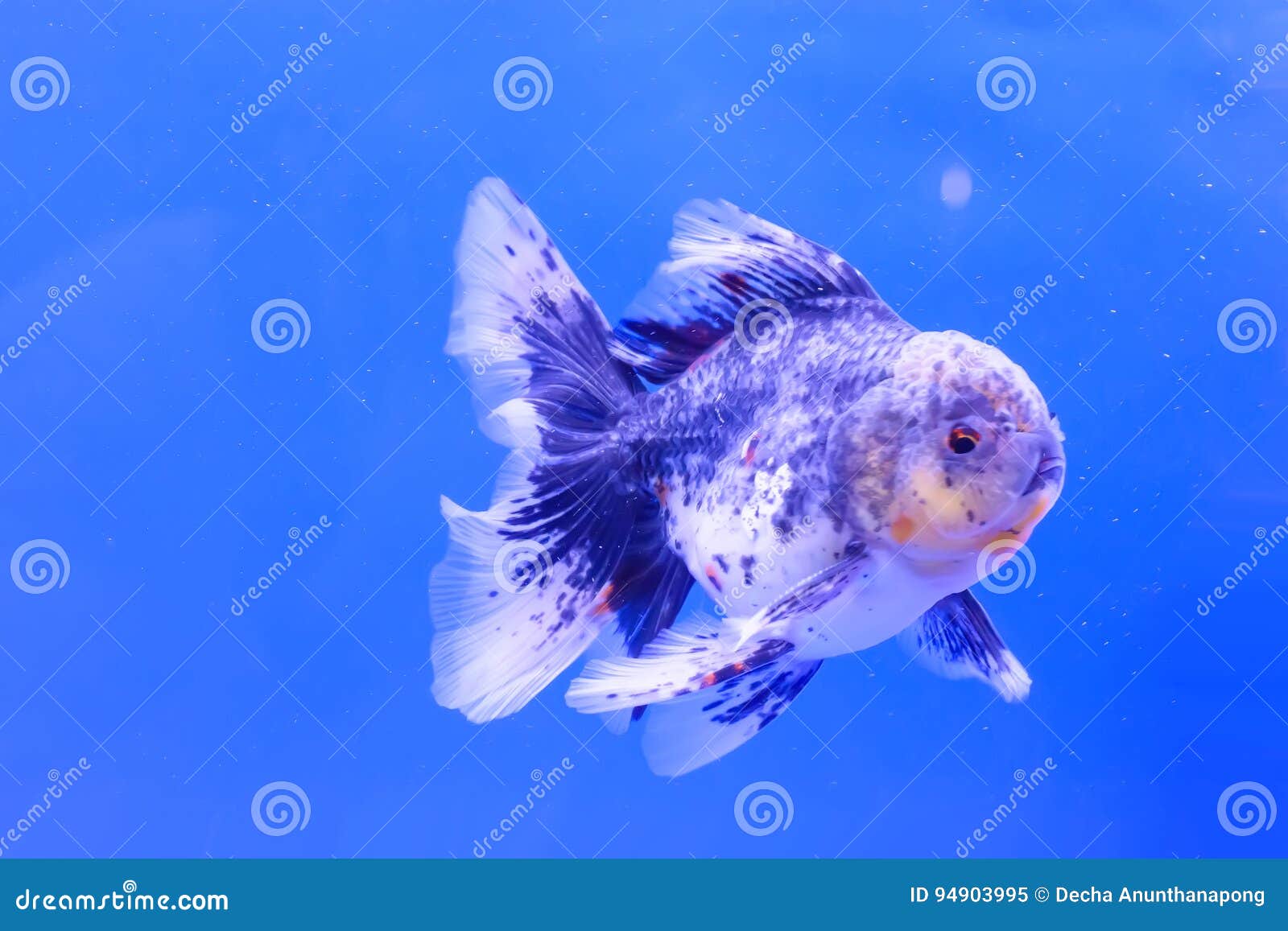 Guldfisk i kabinettet fotografering för bildbyråer. Bild av färg - 94903995