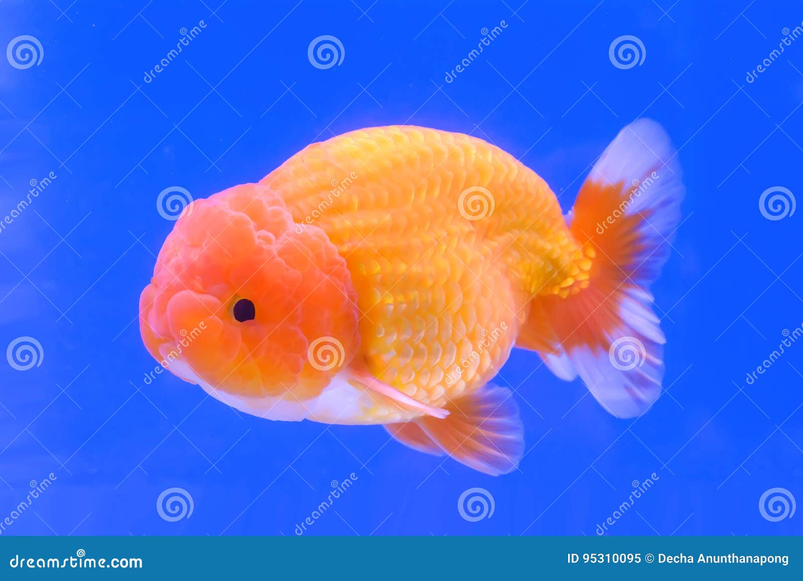 Guldfisk i kabinettet fotografering för bildbyråer. Bild av guld - 95310095