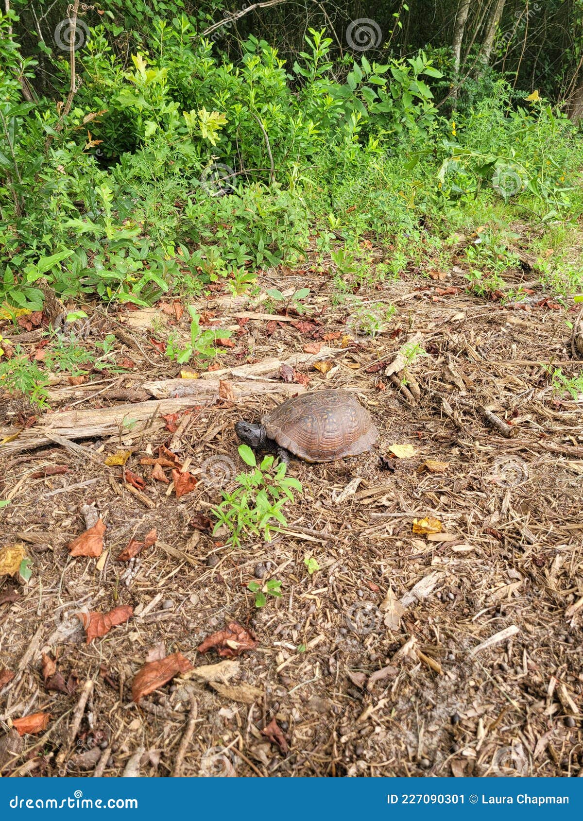 Gulf Coast Box Turtle in Forest Vegetation Stock Image - Image of ...