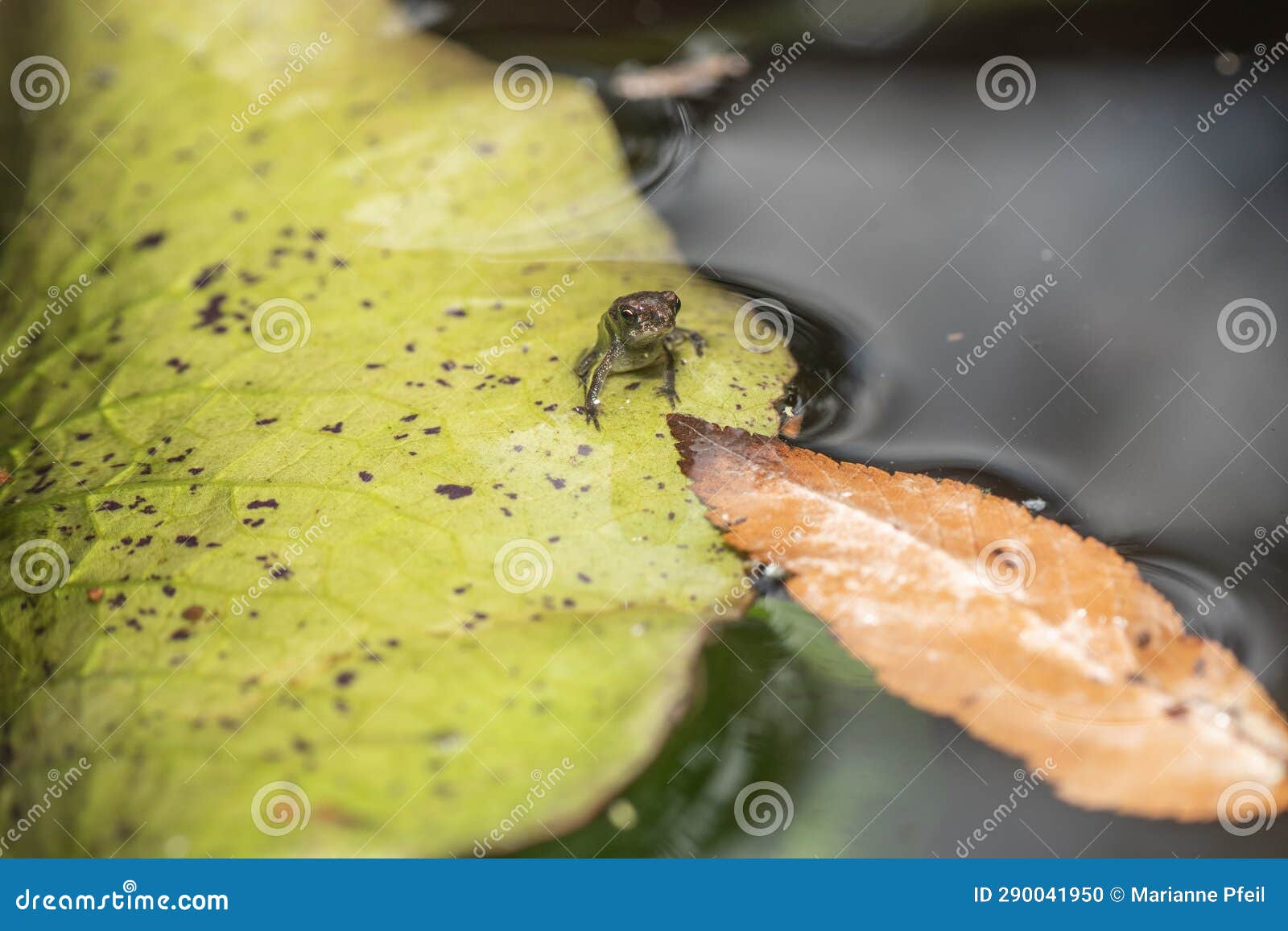 Gulf Coast Toads are Native To Texas and Lay Their Eggs in Any ...