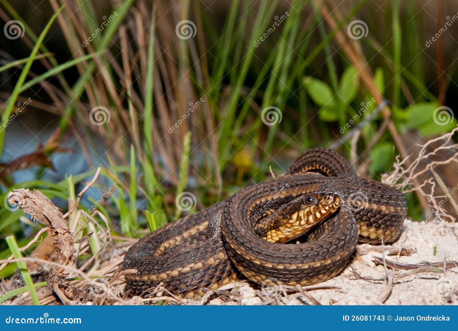 Gulf Salt Marsh Snake (Nerodia Clarkii) Stock Image - Image of biology ...