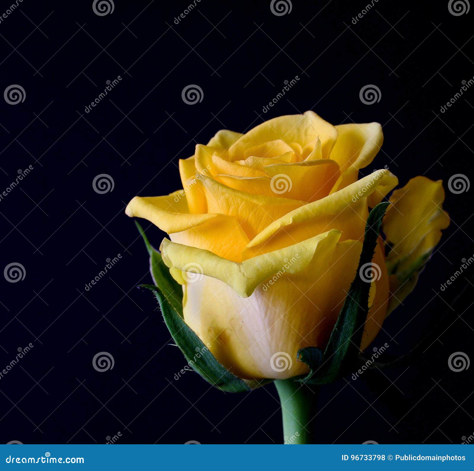 Guling Blomma, Ros, Rose Family Bild. Bild: 96733798